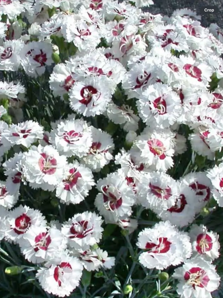 Dianthus hybrida First Scent Series Coconut Surprise – Laporte's ...