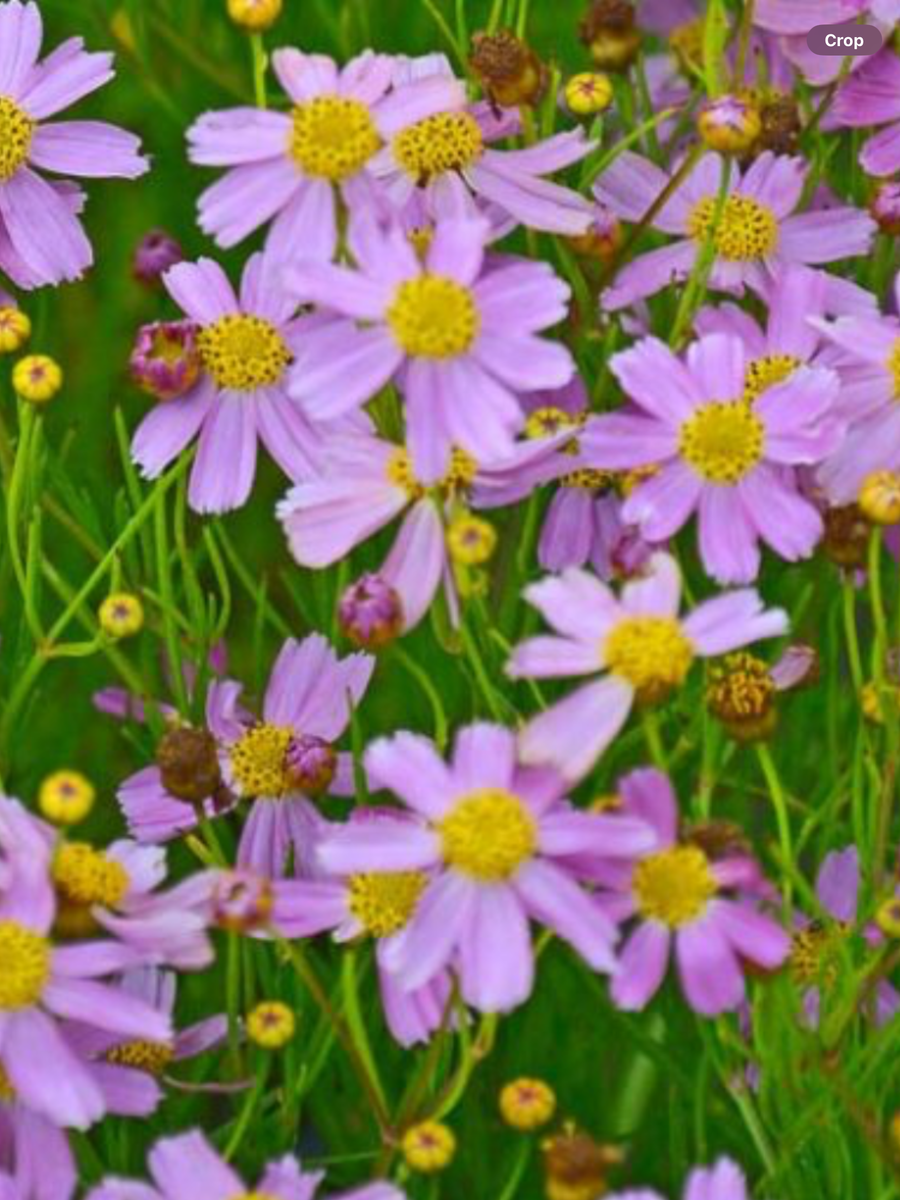 Coreopsis verticillata American Dream – Laporte's Nursery & Greenhouses ...