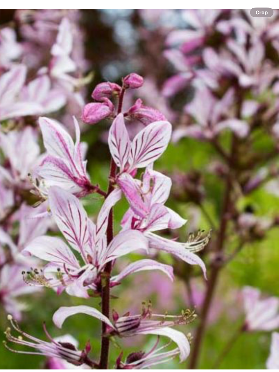 Dictamnus Alba – Laporte's Nursery & Greenhouses Inc.