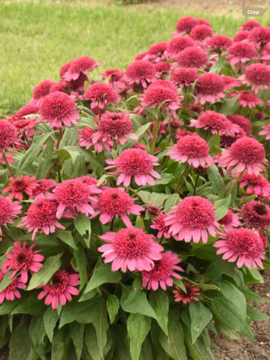 Double Coded® 'Raspberry Beret' Coneflower Echinacea hybrid – Laporte's ...