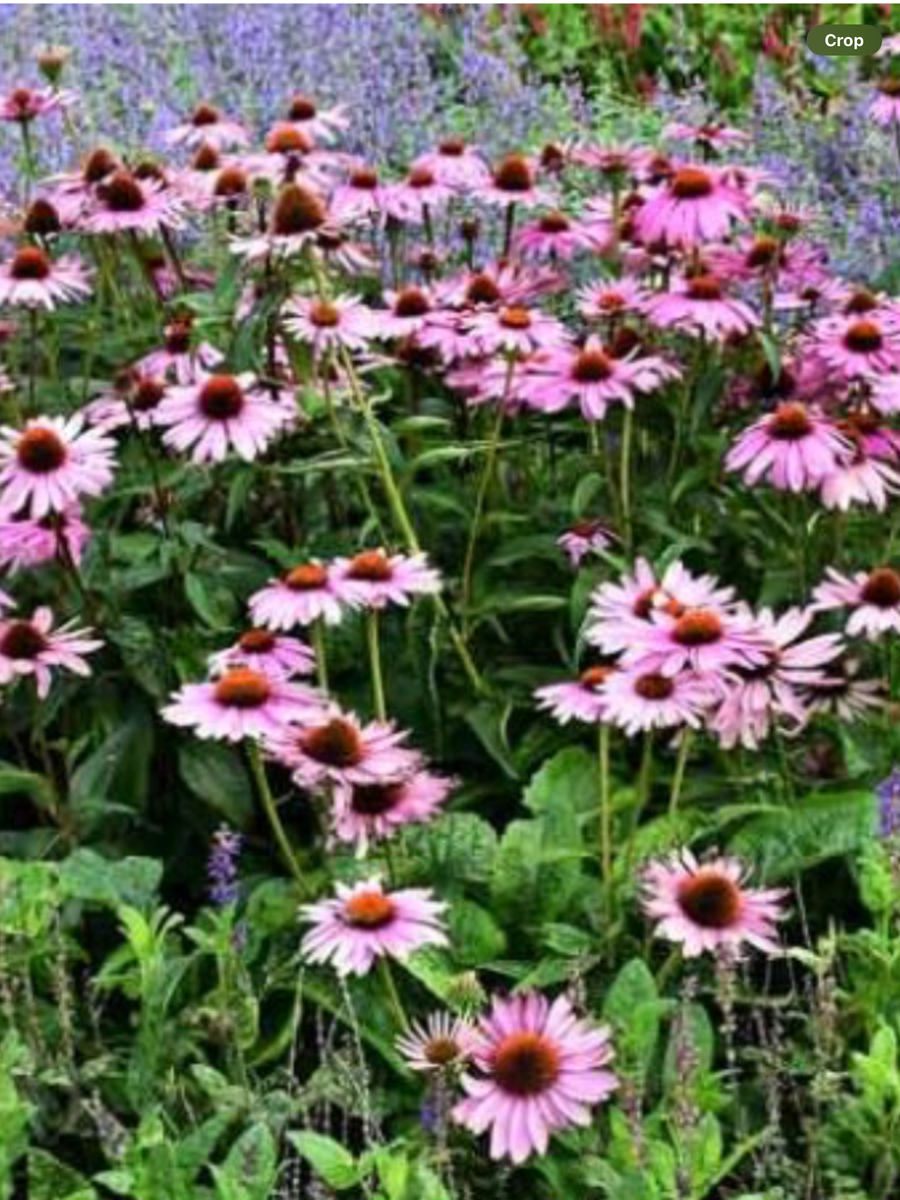 Echinacea Ruby Star – Laporte's Nursery & Greenhouses Inc.