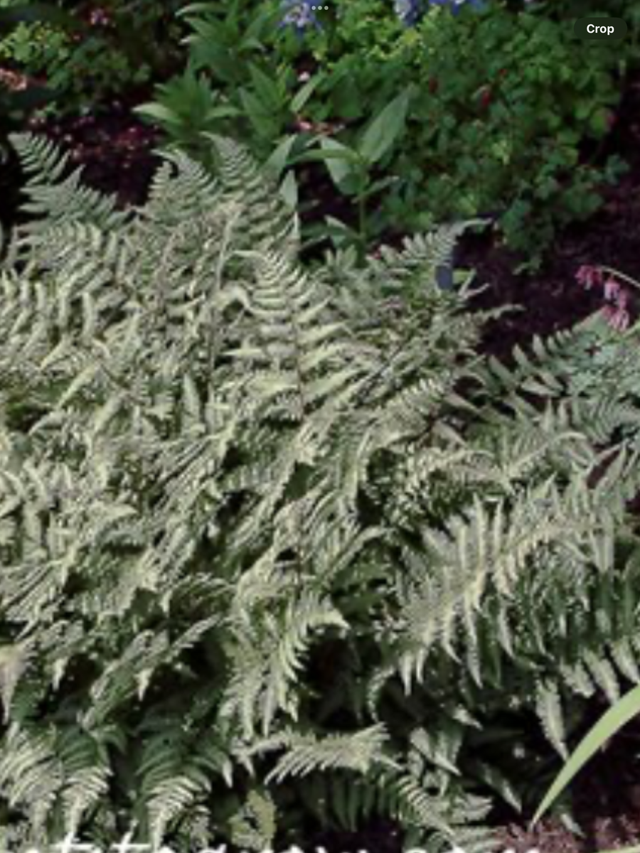 Fern Athyrium Branford Beauty – Laporte's Nursery & Greenhouses Inc.