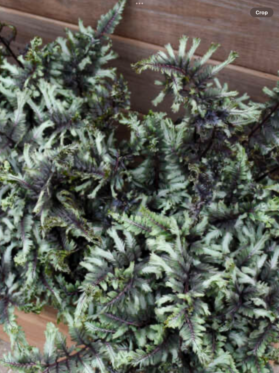 ‘Crested Surf' Crested Japanese Painted Fern Athyrium niponicum ...