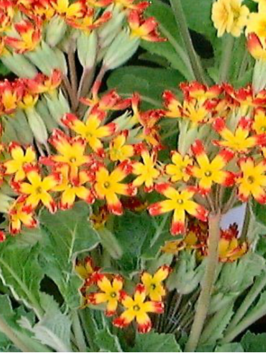 Primula vulgaris Oakleaf Yellow Picotee – Laporte's Nursery ...