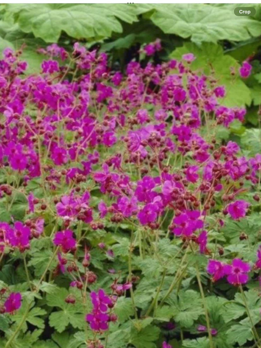 Geranium Macrorrhizum – Laporte's Nursery & Greenhouses Inc.