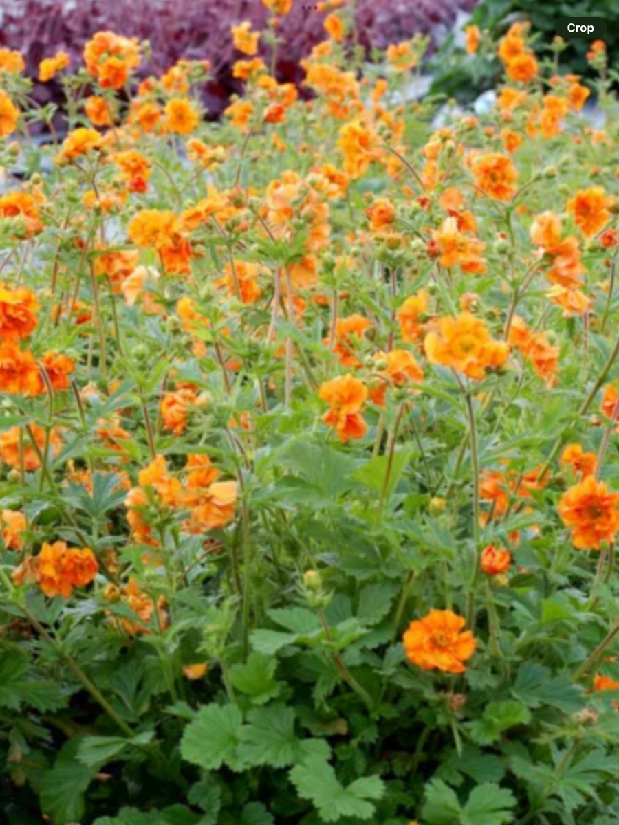 Geum Fire Storm – Laporte's Nursery & Greenhouses Inc.