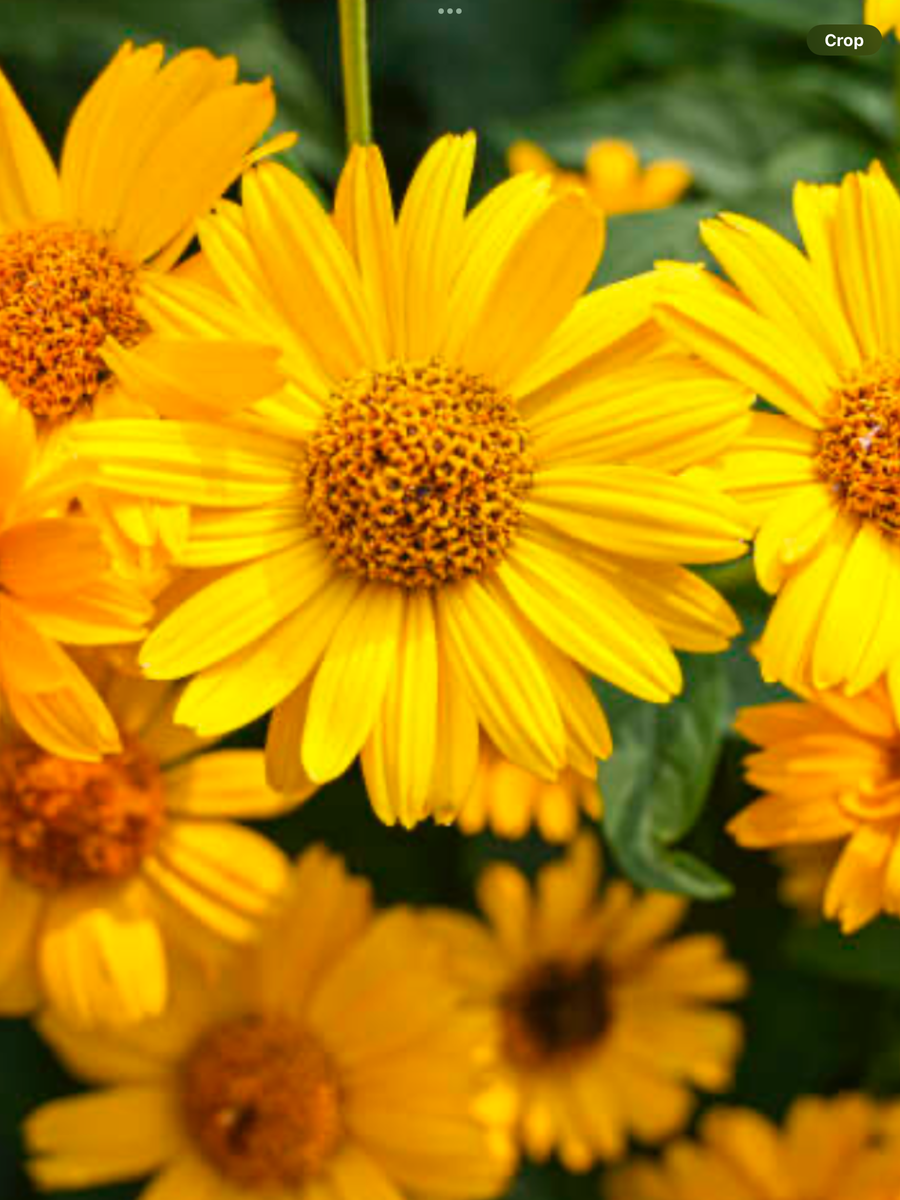 'Tuscan Sun' Perennial Sunflower Heliopsis helianthoides – Laporte's ...