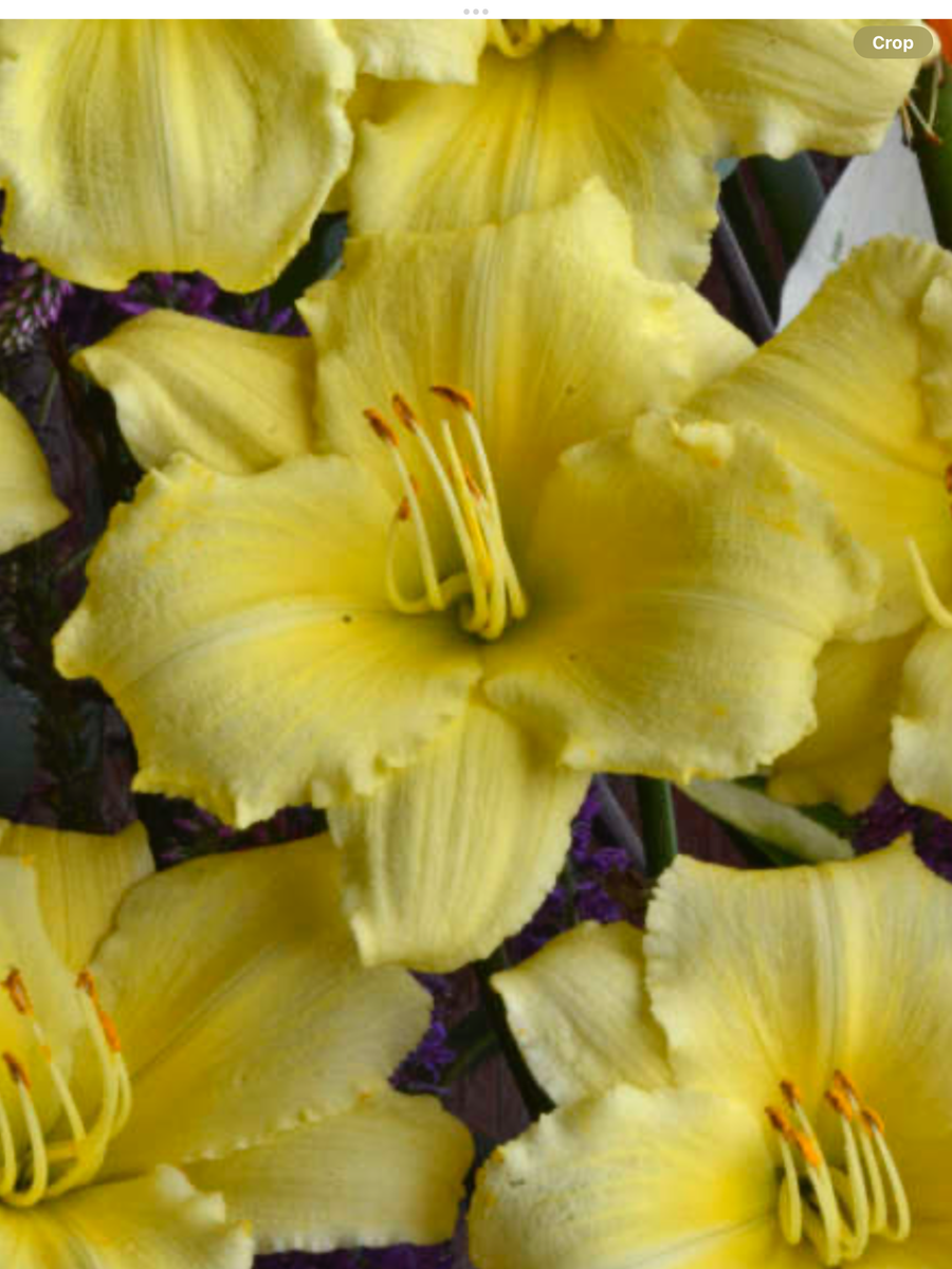 Hemerocallis Stella Supreme – Laporte's Nursery & Greenhouses Inc.