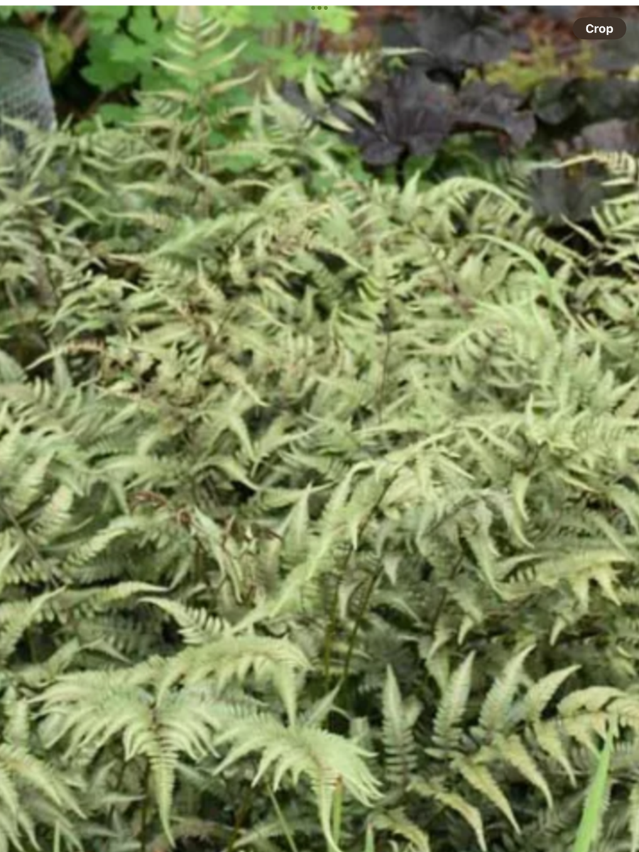 Fern Athyrium Niponicum Picum ‘Japanese Painted’ – Laporte's Nursery ...