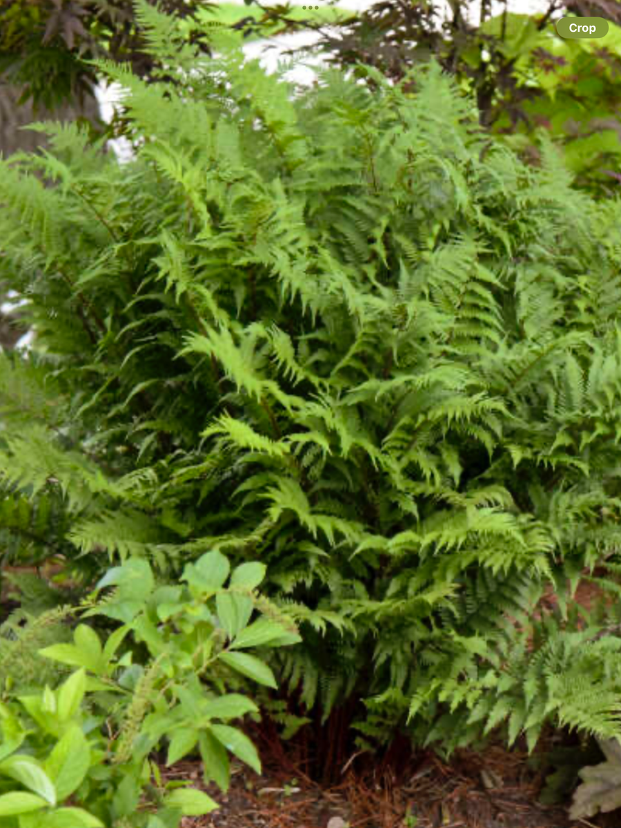 Fern Athyrium Angustum forma Rubellum Lady in Red - 1 Gallon – Laporte ...