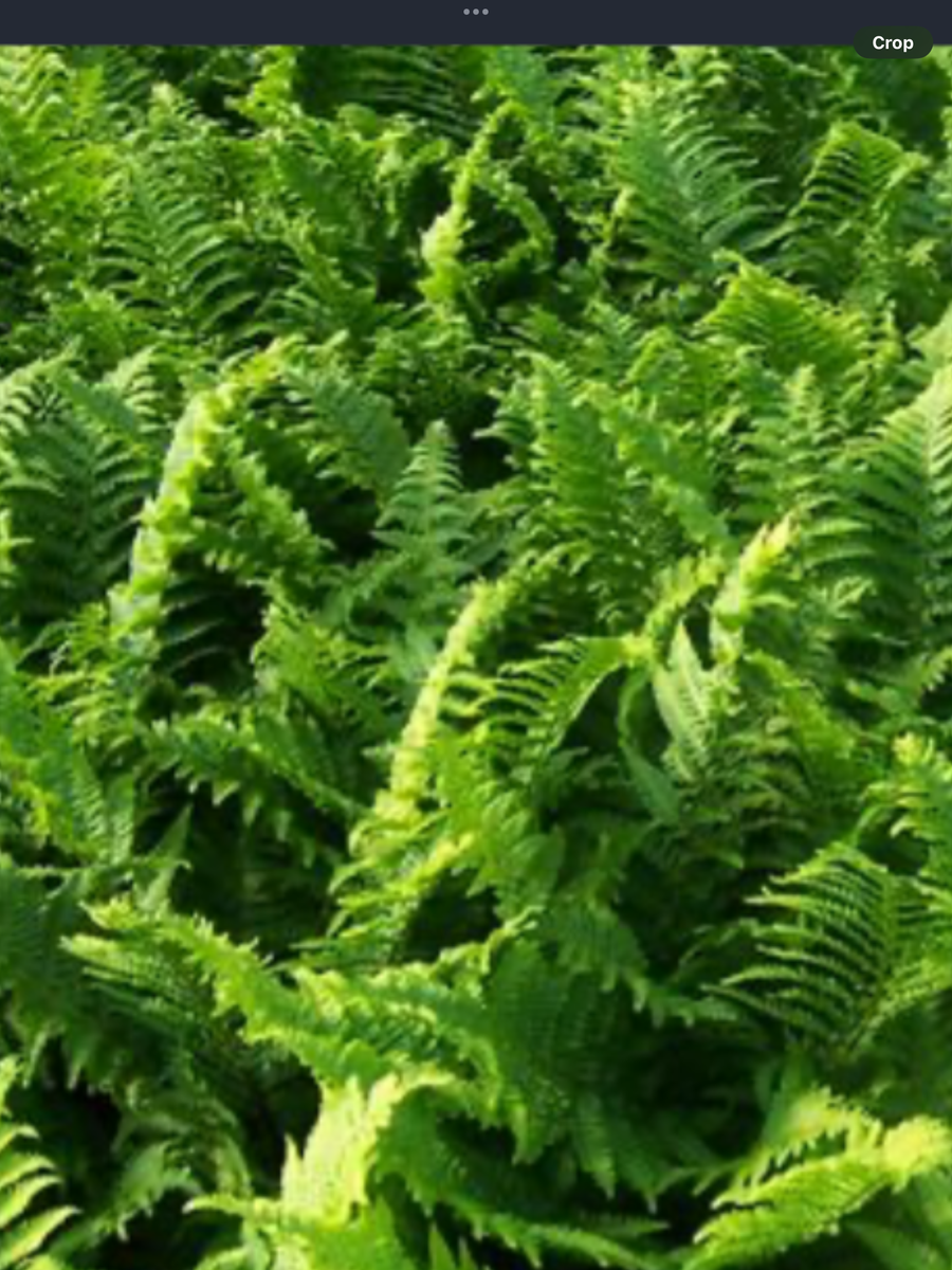 Fern Dryopteris affinis ‘Chrispa The King’ – Laporte's Nursery ...