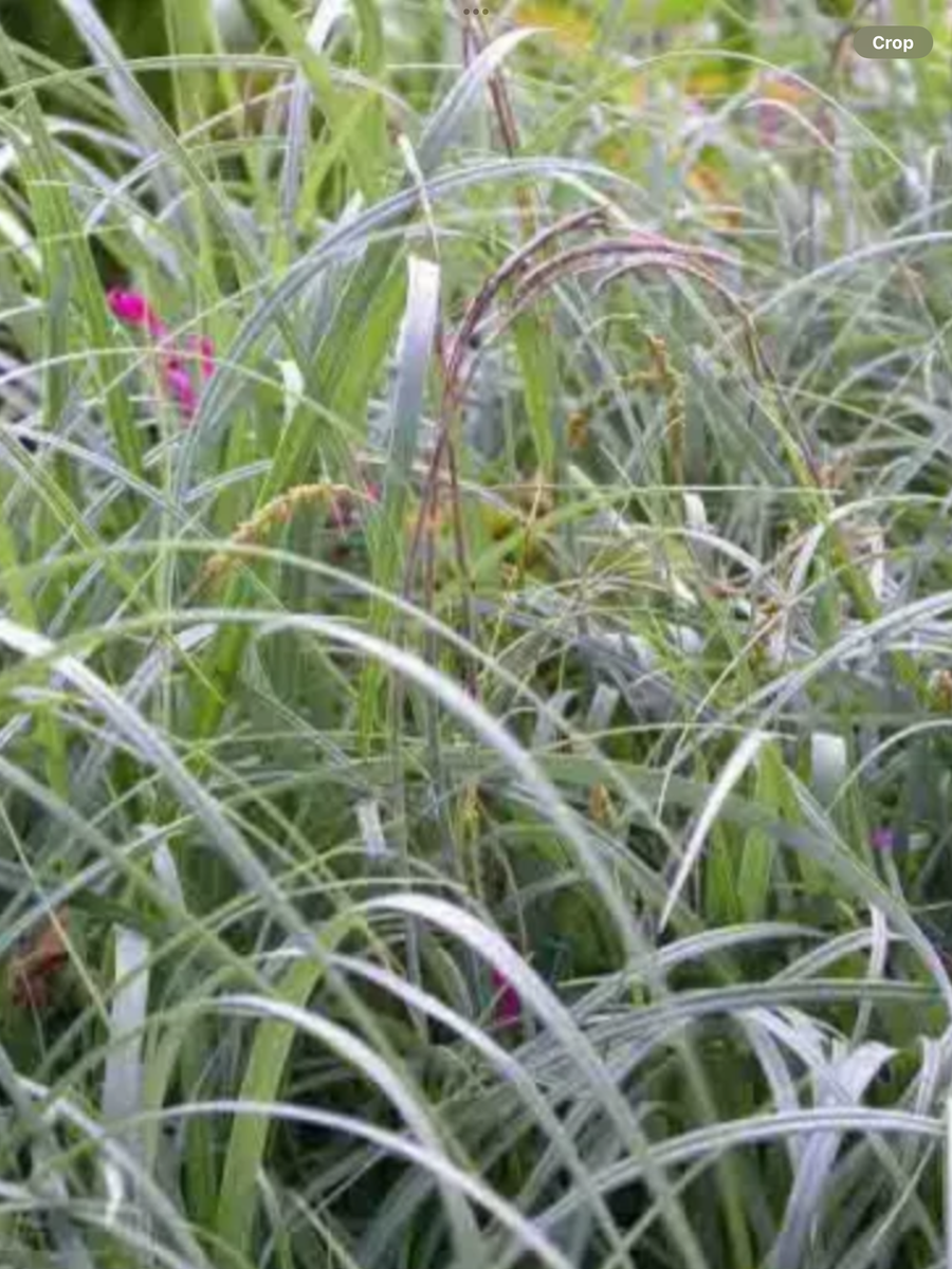 Carex Blue Sedge – Laporte's Nursery & Greenhouses Inc.