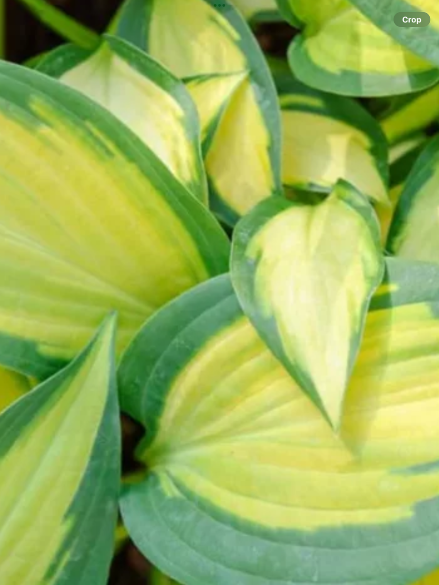 Hosta Specimen Orange Marmalade – Laporte's Nursery & Greenhouses Inc.