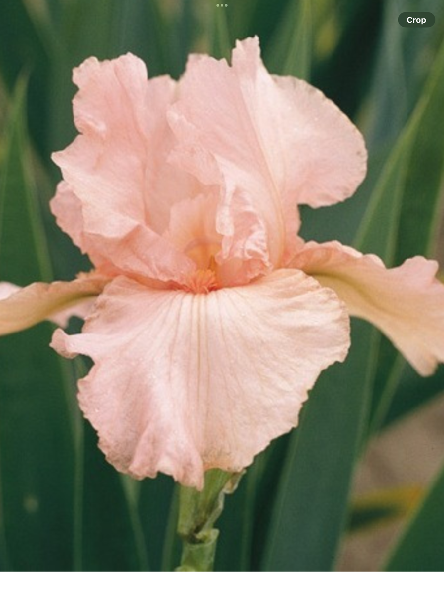 Iris German Pink Attraction – Laporte's Nursery & Greenhouses Inc.