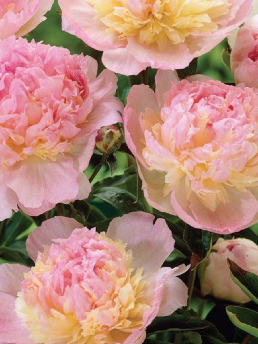Paeonia Raspberry Sundae – Laporte's Nursery & Greenhouses Inc.