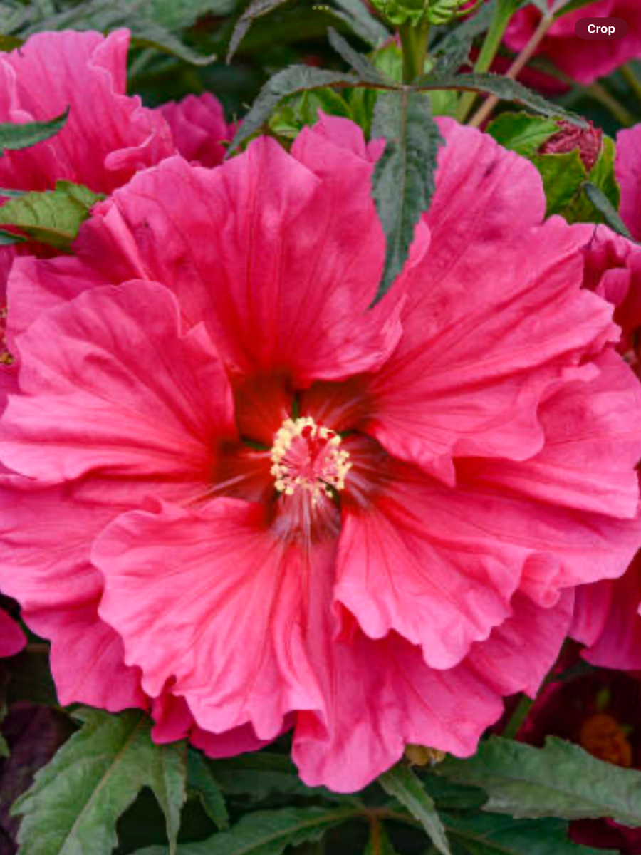 ‘Watermelon Ruffles' Rose Mallow, Hardy Hibiscus Hibiscus hybrid ...