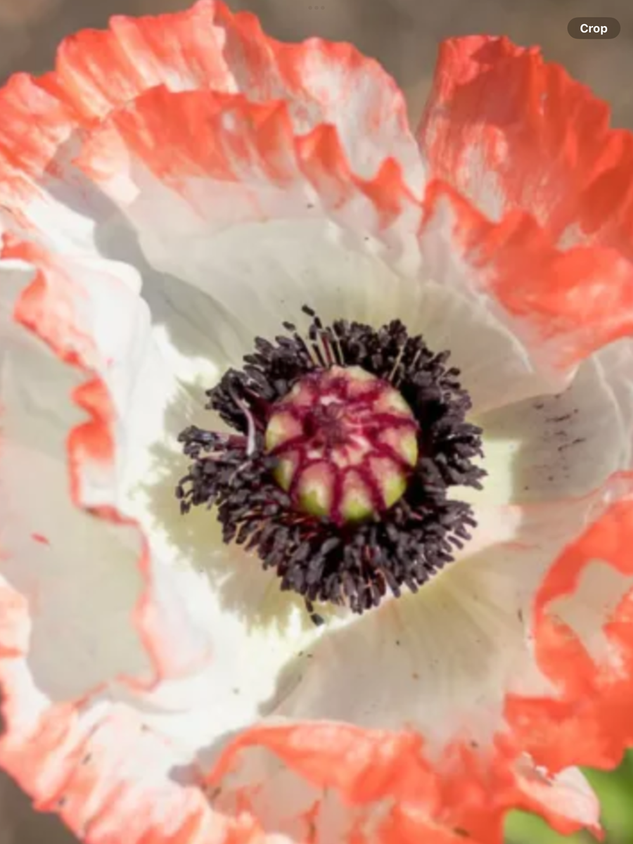 Papaver Orientalis Picotee – Laporte's Nursery & Greenhouses Inc.