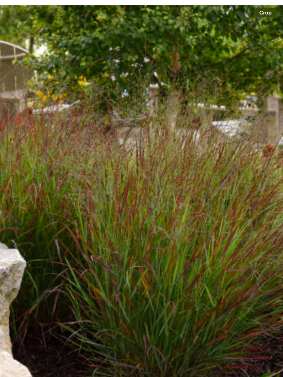 Prairie Winds® 'Cheyenne Sky' Red Switch Grass Panicum virgatum ...