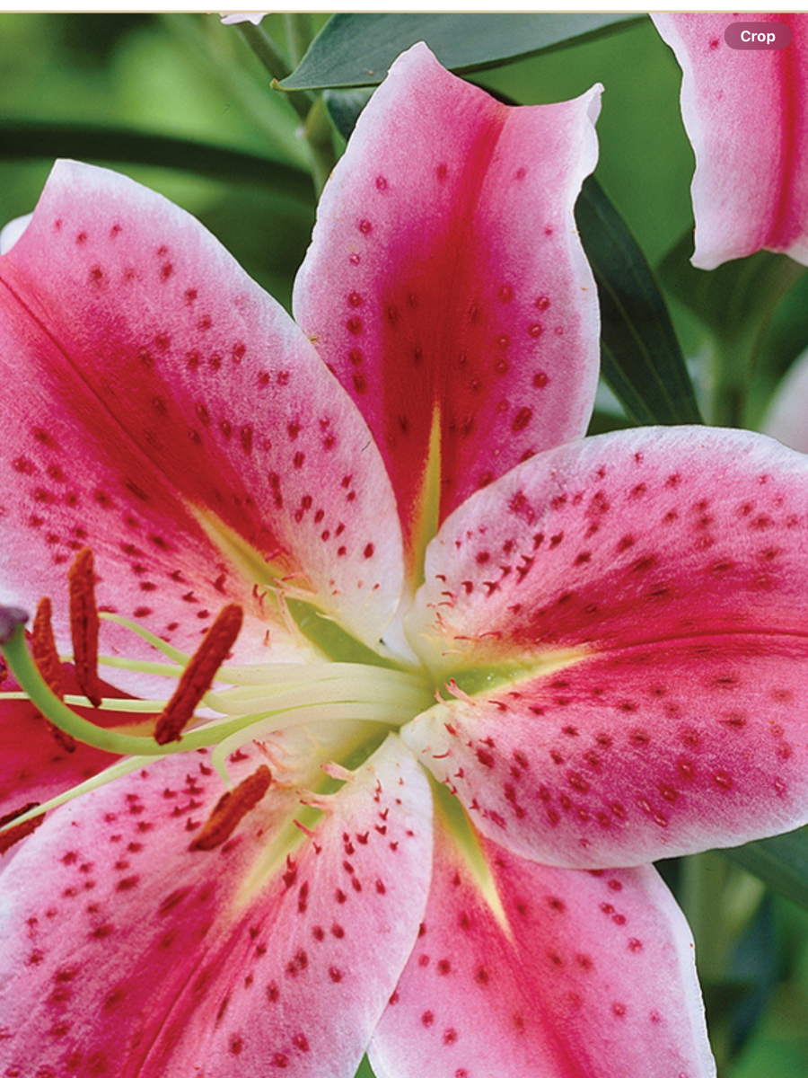 Lilium Oriental Stargazer – Laporte's Nursery & Greenhouses Inc.