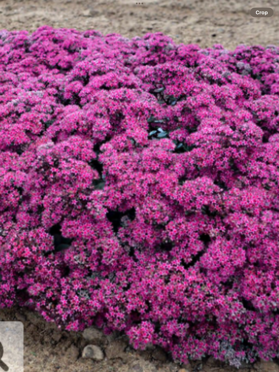 Rock 'N Round® 'Superstar' Stonecrop Sedum hybrid – Laporte's Nursery ...