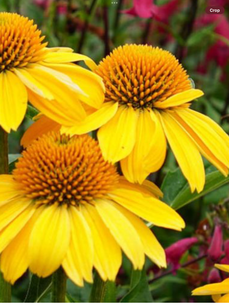 Sombrero® Lemon Yellow Improved Coneflower Echinacea hybrid – Laporte's ...