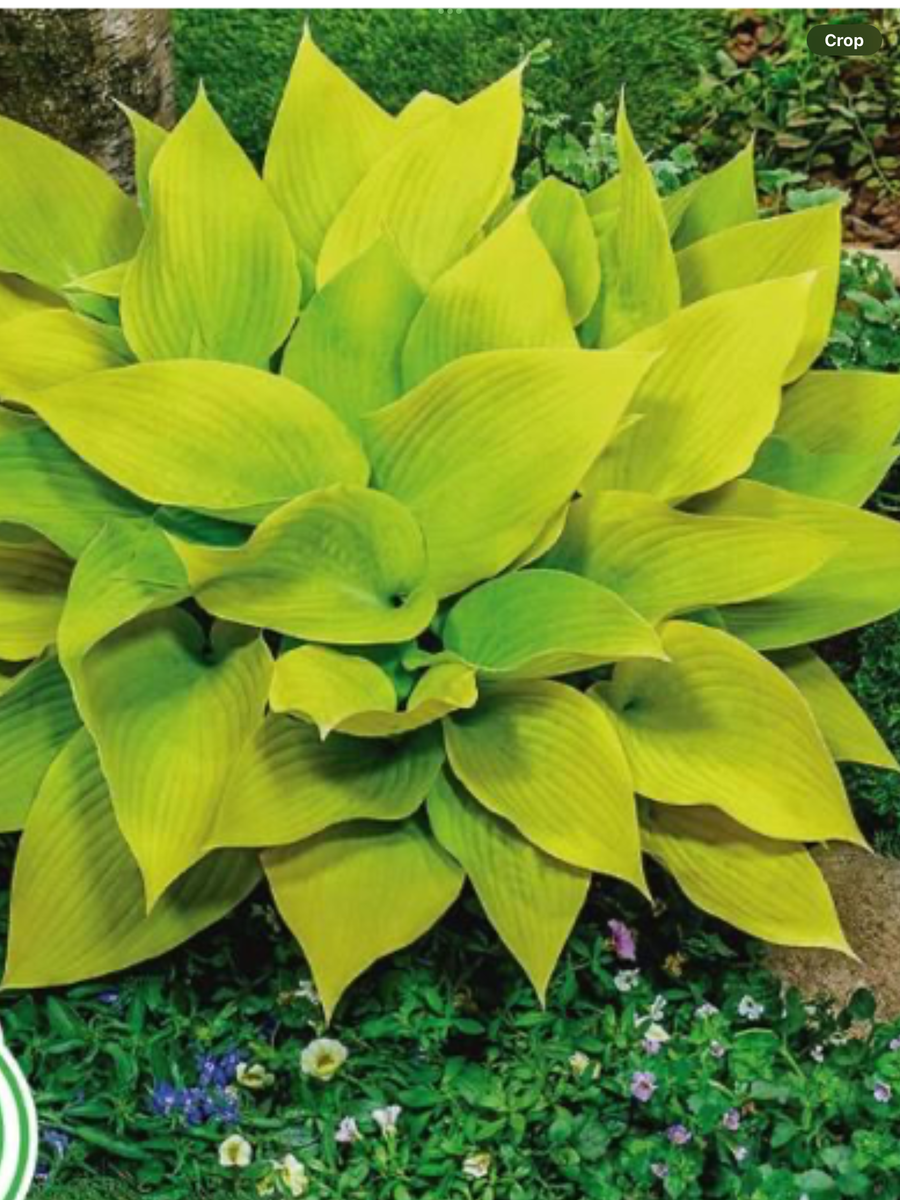 Hosta Specimen Sunny Halcyon – Laporte's Nursery & Greenhouses Inc.