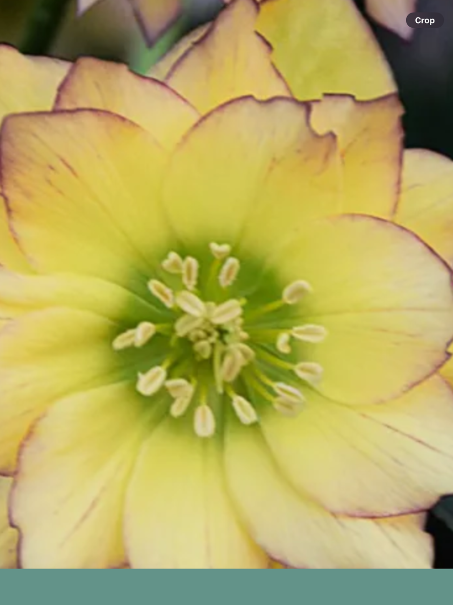 Helleborus ‘Wedding Party Series’ First Dance – Laporte's Nursery ...