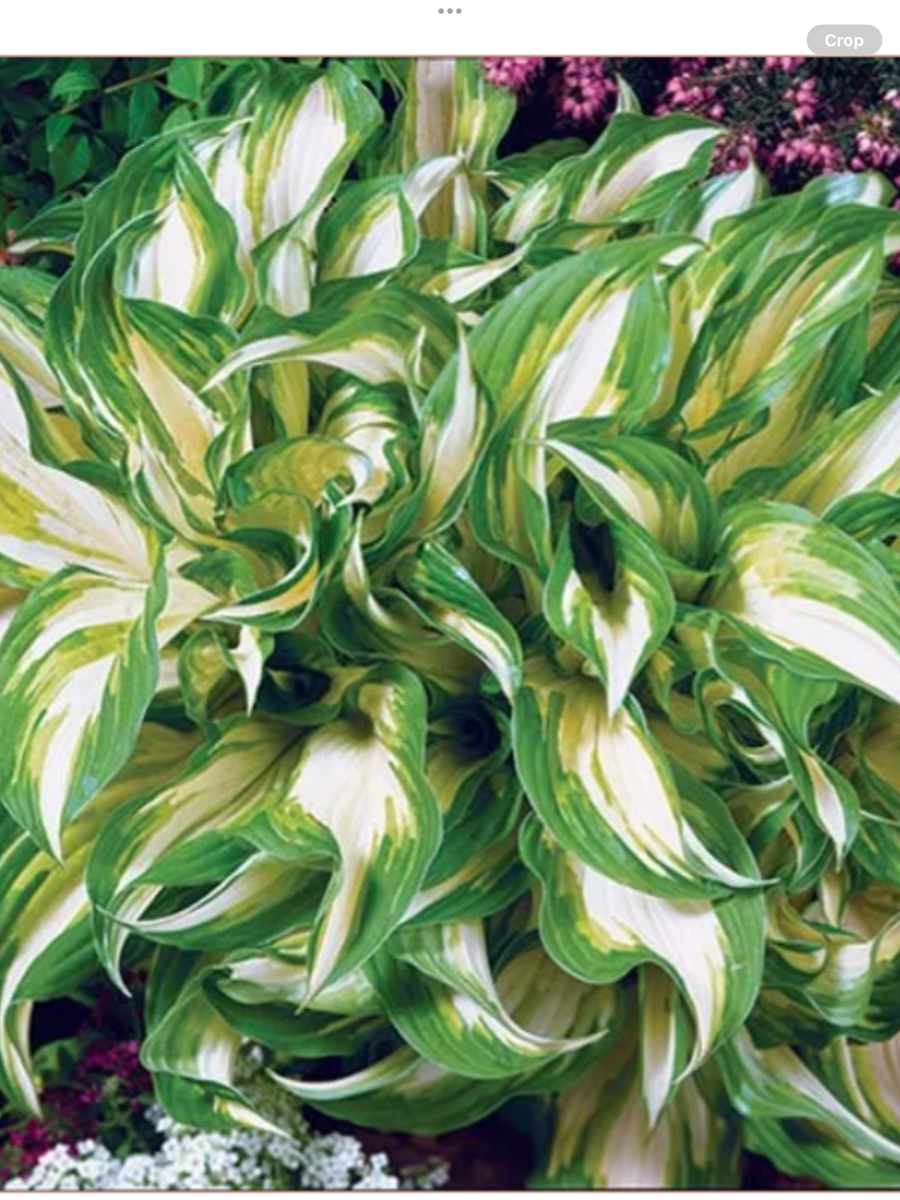 Hosta Standard Undulata Variegated Medio Picta – Laporte's Nursery ...