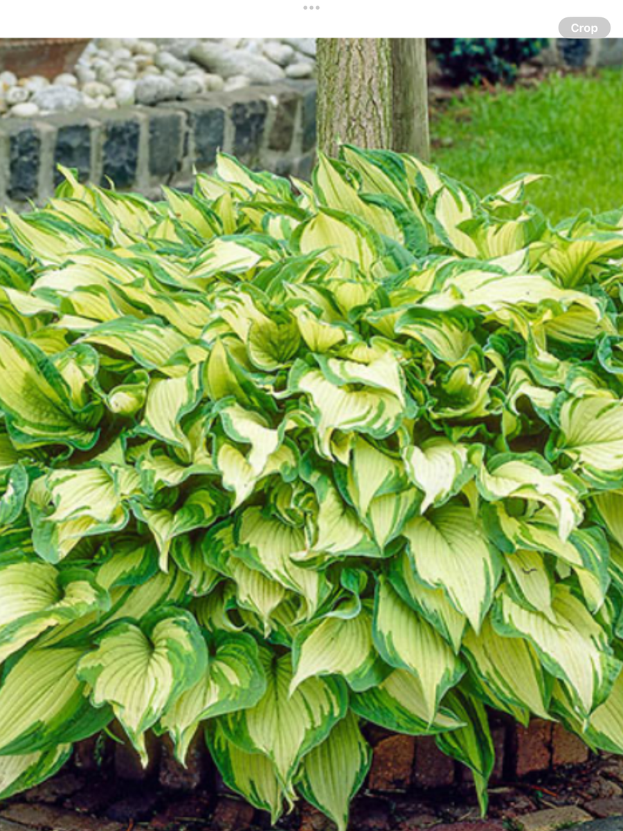 Hosta Standard Fortunei Albo Picta – Laporte's Nursery & Greenhouses Inc.