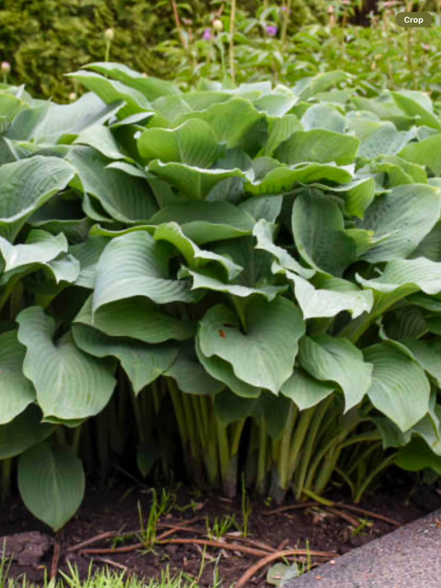 Hosta Standard Krossa Regal – Laporte's Nursery & Greenhouses Inc.