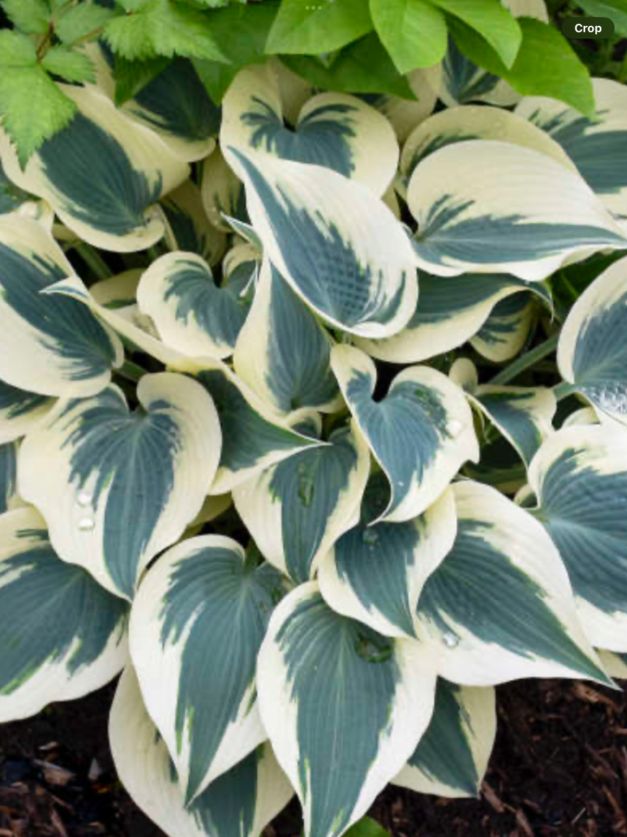 Hosta Specimen Blue Ivory – Laporte's Nursery & Greenhouses Inc.