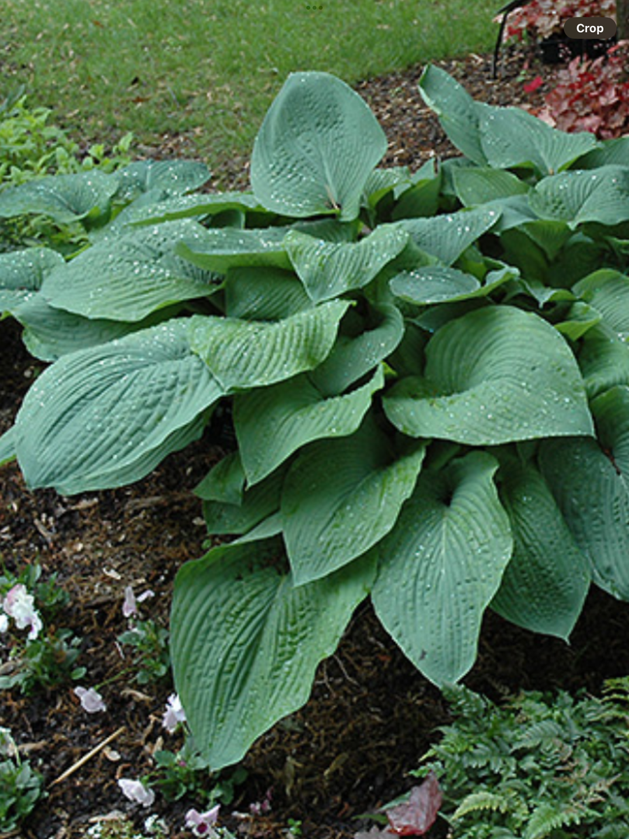 Hosta Specimen Blue Mammoth – Laporte's Nursery & Greenhouses Inc.