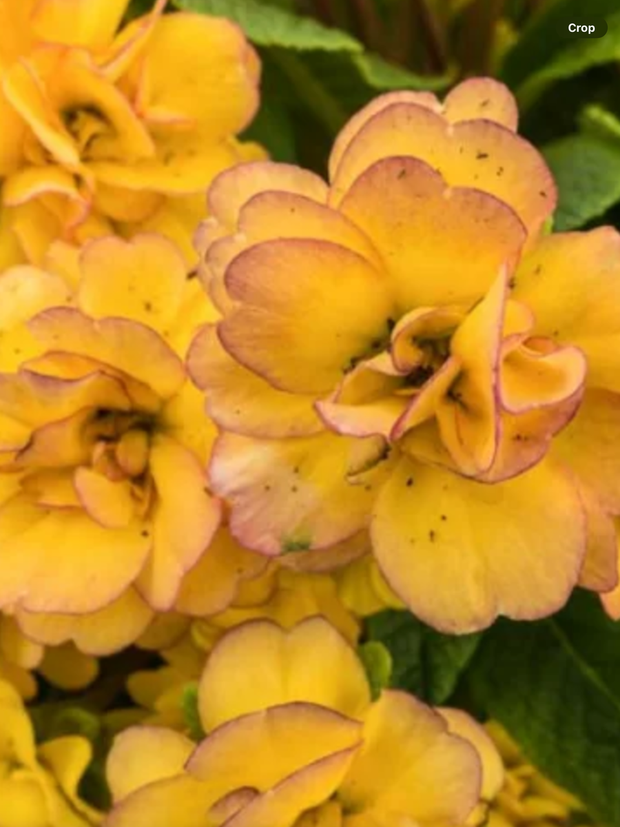 Primula vulgaris Belarina Nectarine (Peach-yellow) – Laporte's Nursery ...