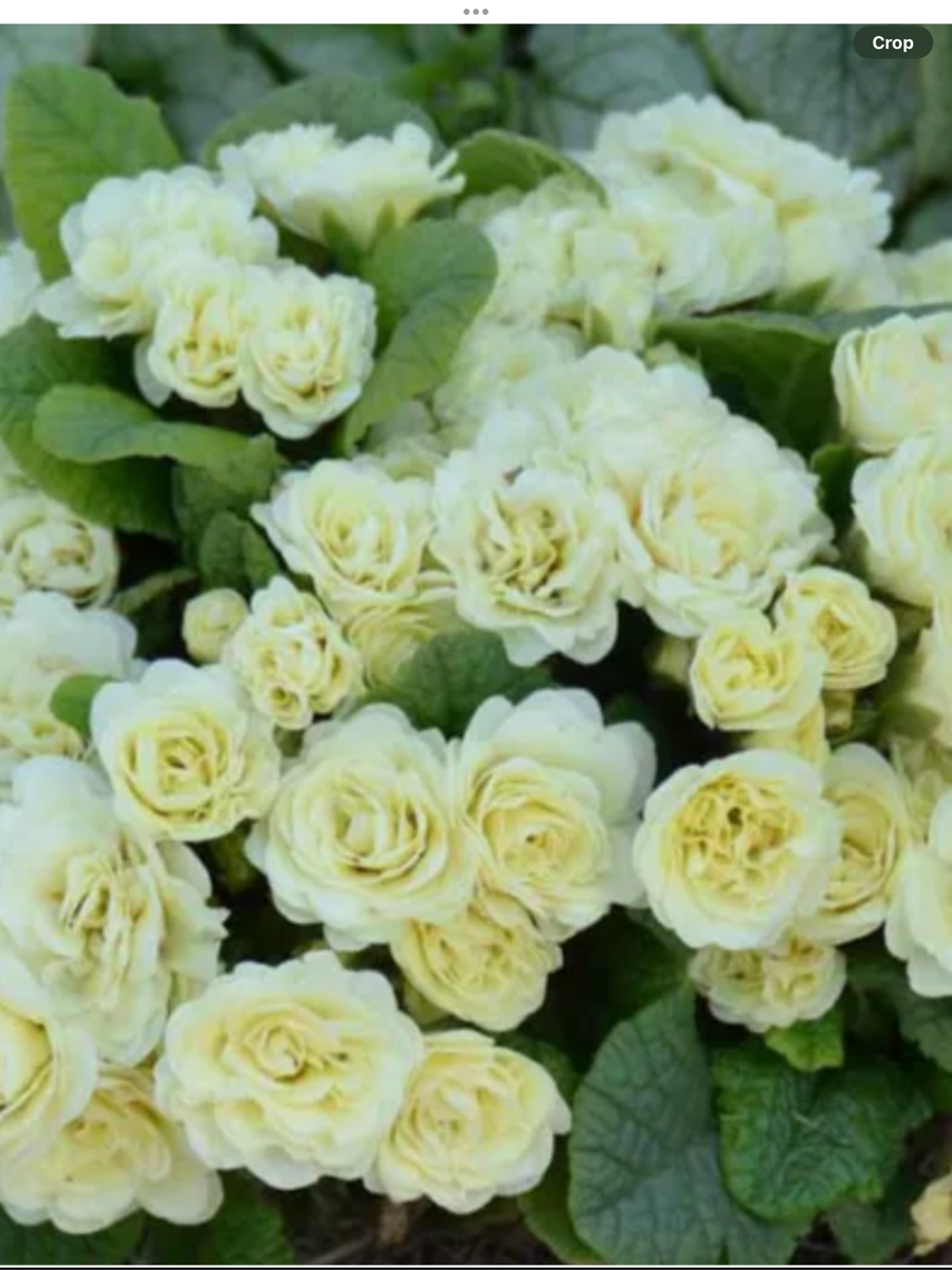 Primula vulgaris Belarina Cream – Laporte's Nursery & Greenhouses Inc.