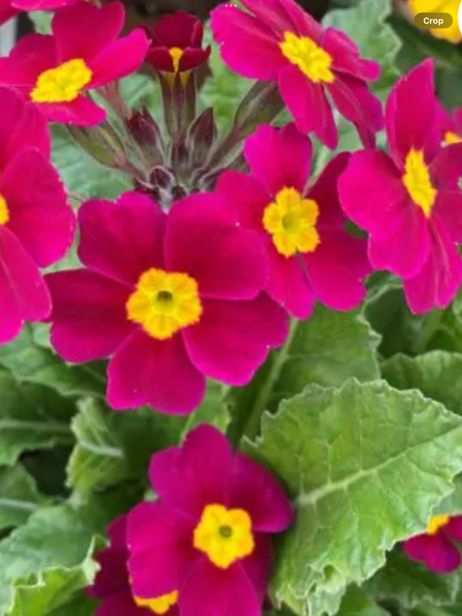 Primula vulgaris Oakleaf Magenta – Laporte's Nursery & Greenhouses Inc.