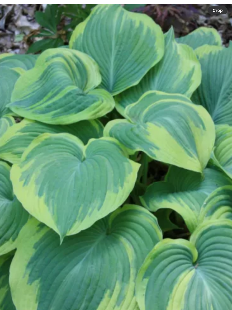 Hosta Specimen Earth Angel – Laporte's Nursery & Greenhouses Inc.
