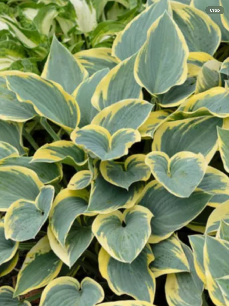 Hosta Specimen First Frost – Laporte's Nursery & Greenhouses Inc.