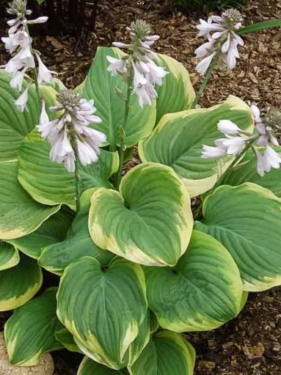 Hosta Specimen Fragrant Bouquet – Laporte's Nursery & Greenhouses Inc.