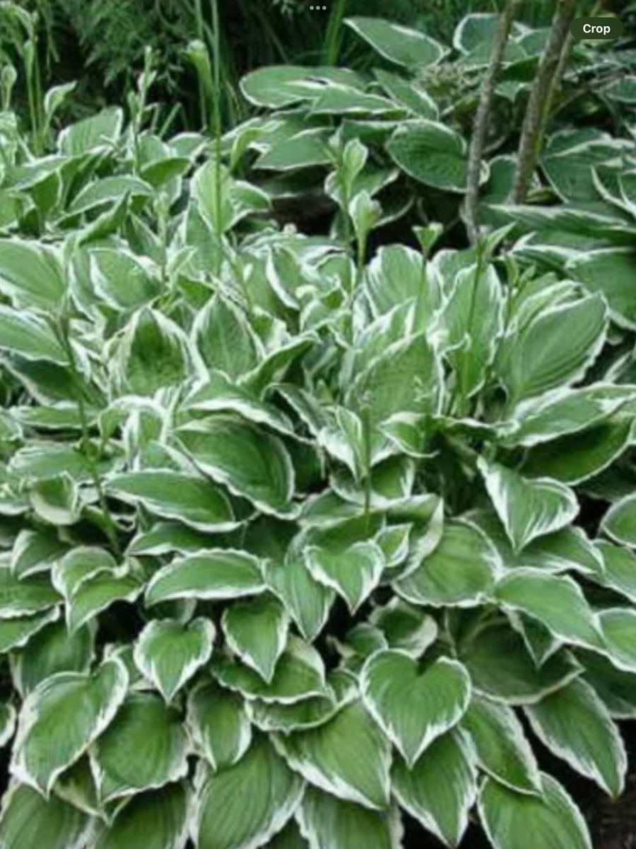 Hosta Specimen Ginkgo Craig – Laporte's Nursery & Greenhouses Inc.