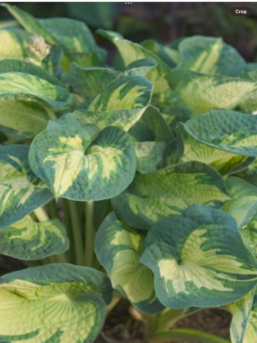 Hosta Specimen Great Expectation – Laporte's Nursery & Greenhouses Inc.