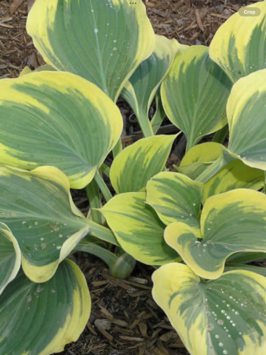 Hosta Specimen Ivory Coast – Laporte's Nursery & Greenhouses Inc.