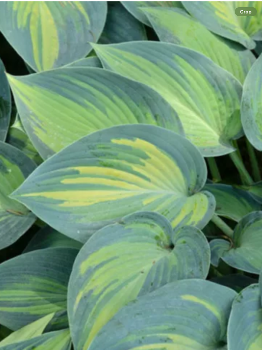 Hosta Specimen June – Laporte's Nursery & Greenhouses Inc.