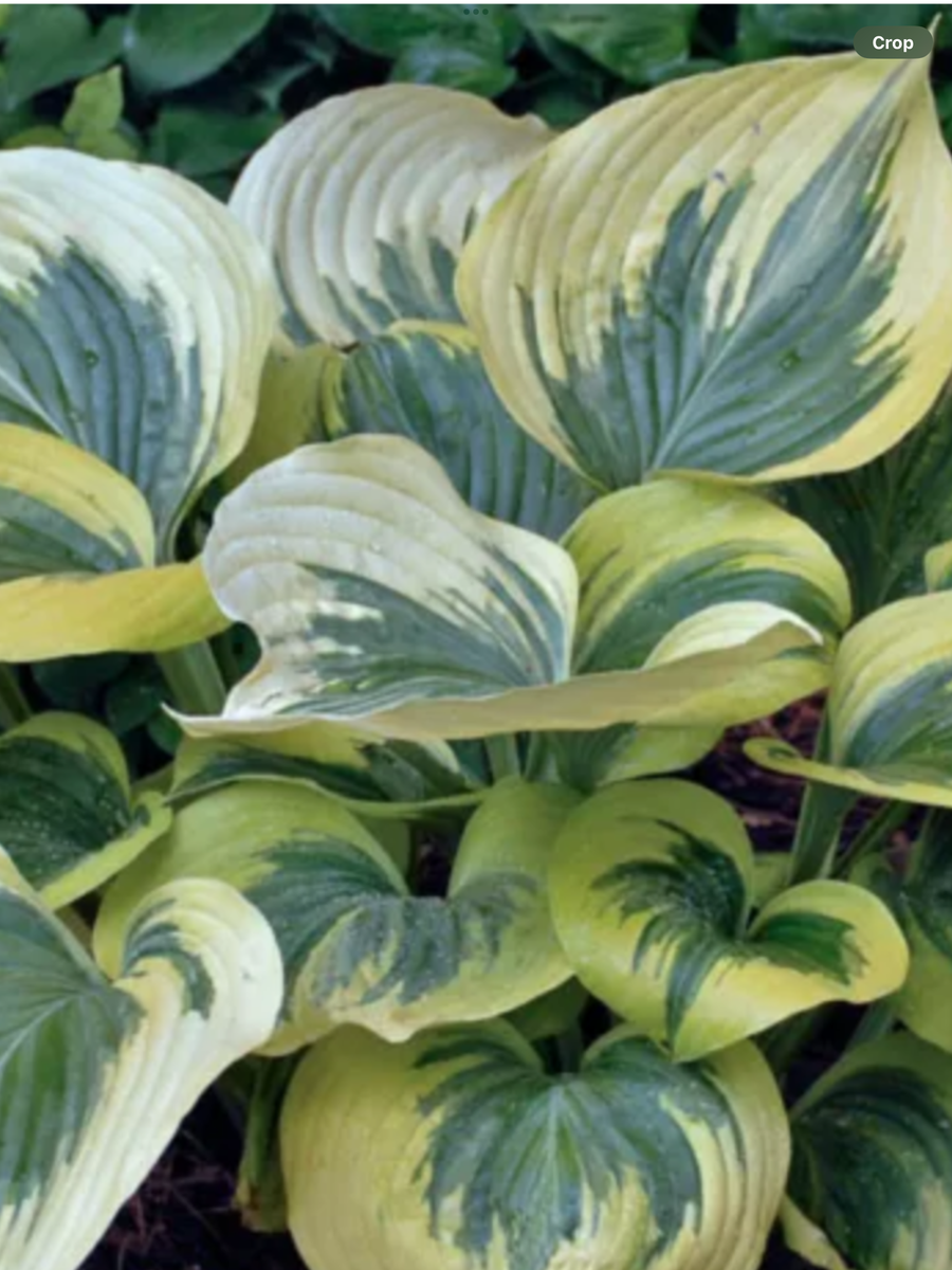 Hosta Specimen Liberty – Laporte's Nursery & Greenhouses Inc.