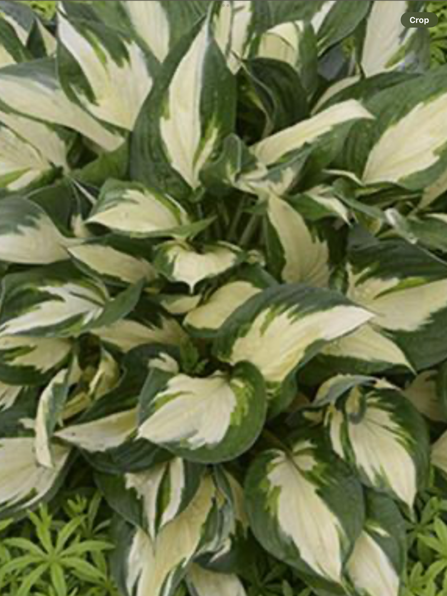 Hosta Specimen Loyalist – Laporte's Nursery & Greenhouses Inc.