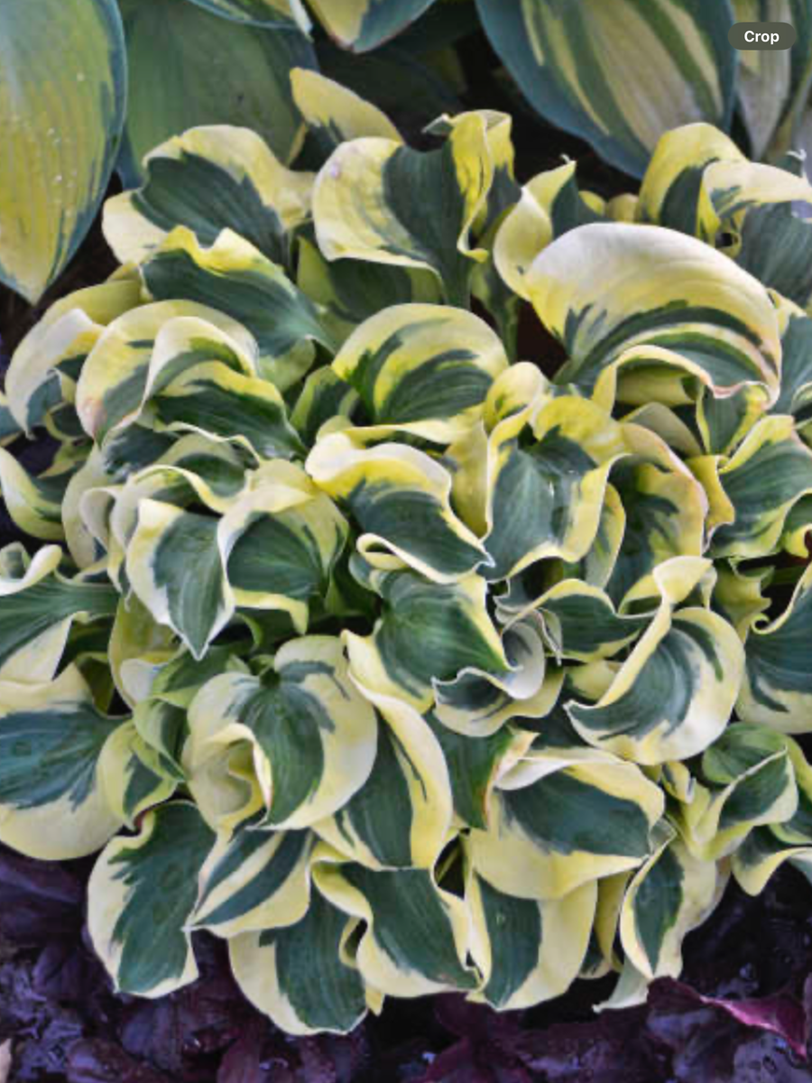 Hosta Specimen Mini Skirt – Laporte's Nursery & Greenhouses Inc.