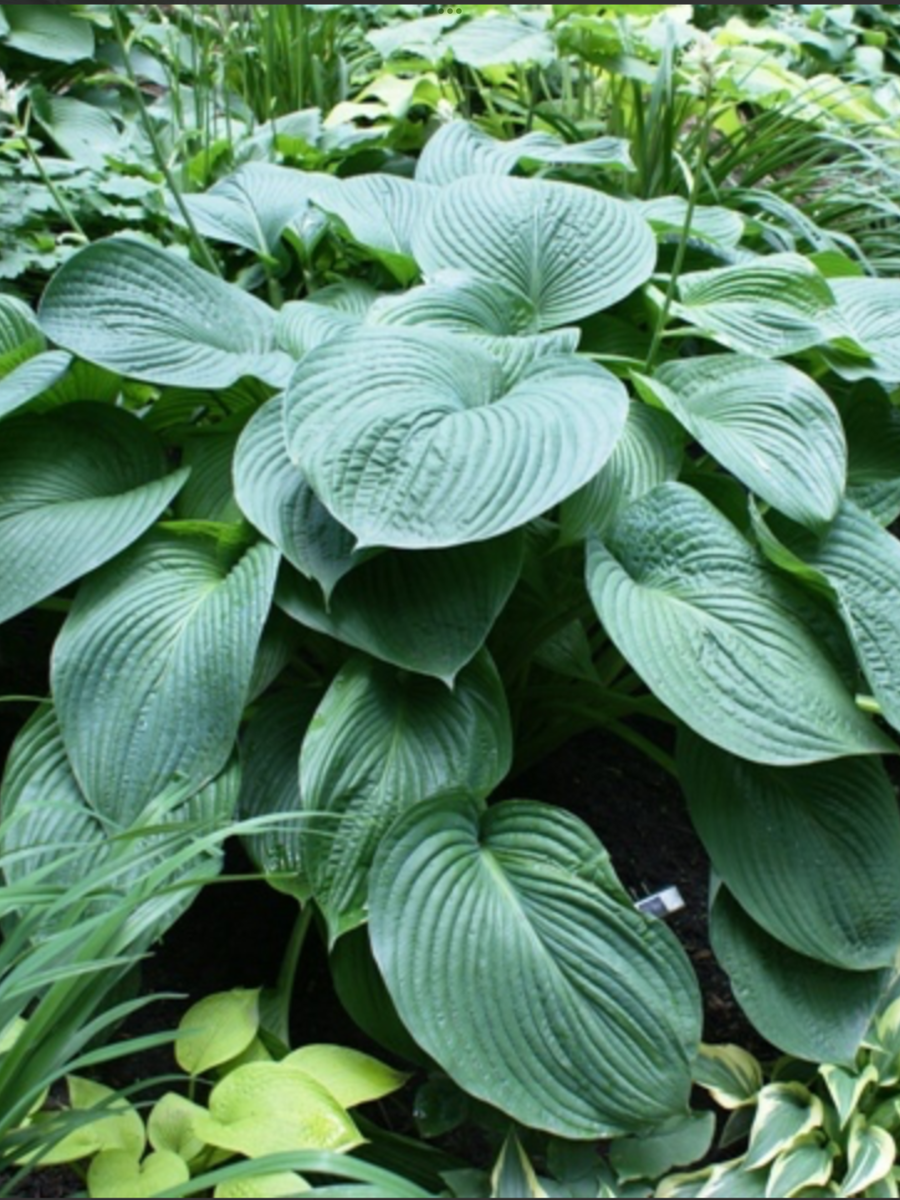 Hosta Specimen Mr. Big – Laporte's Nursery & Greenhouses Inc.
