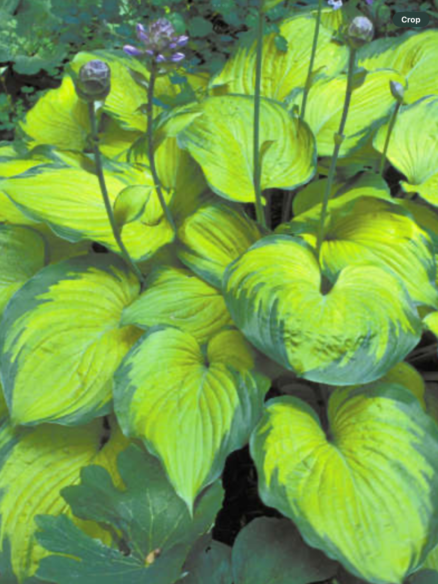 Hosta Specimen Old Glory – Laporte's Nursery & Greenhouses Inc.