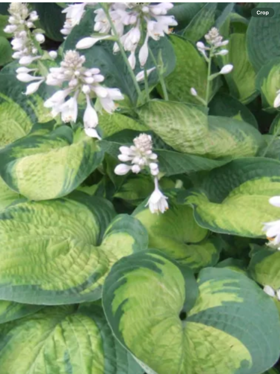 Hosta Specimen Paradigm – Laporte's Nursery & Greenhouses Inc.