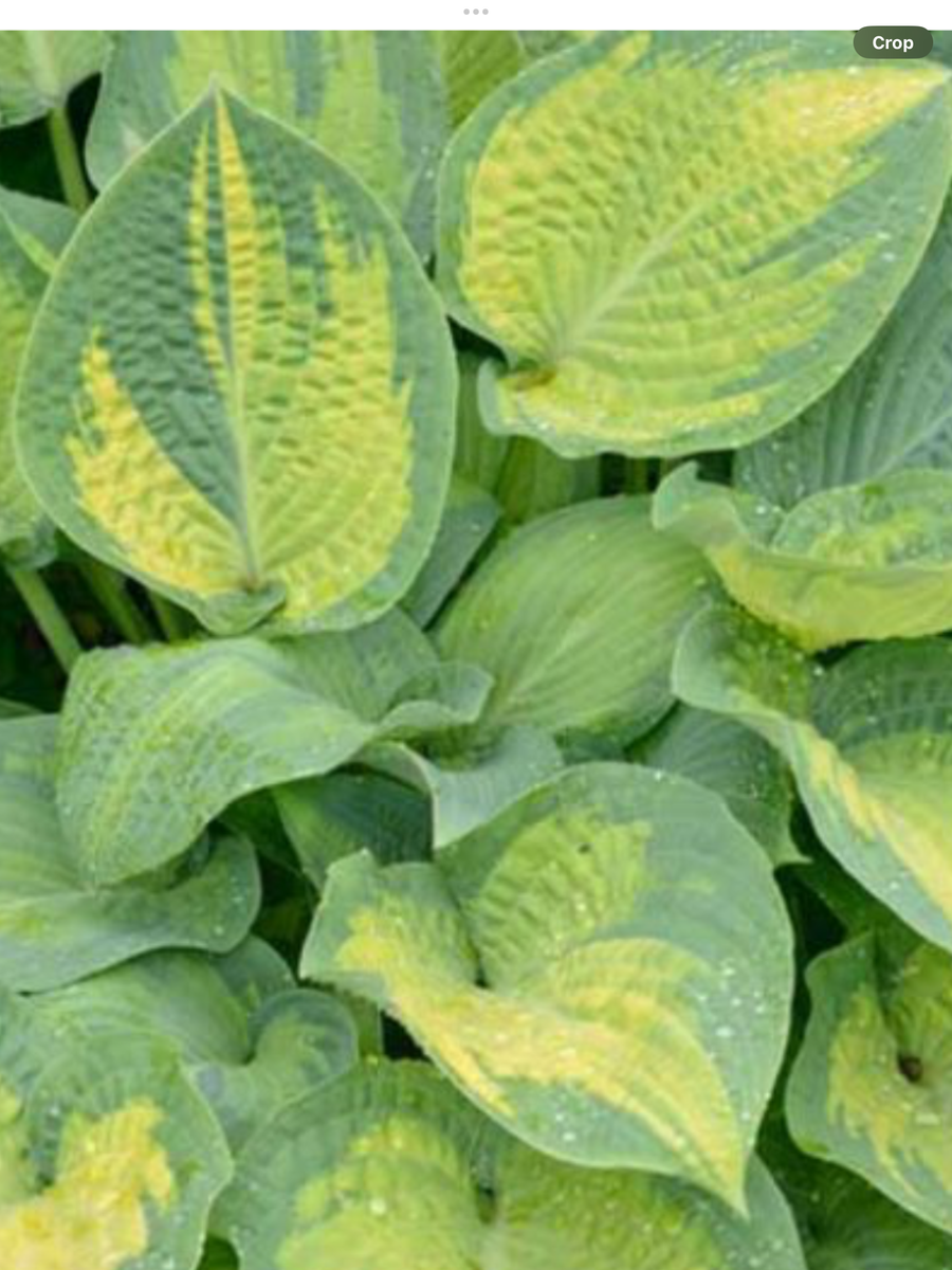 Hosta Specimen Paul’s Glory – Laporte's Nursery & Greenhouses Inc.