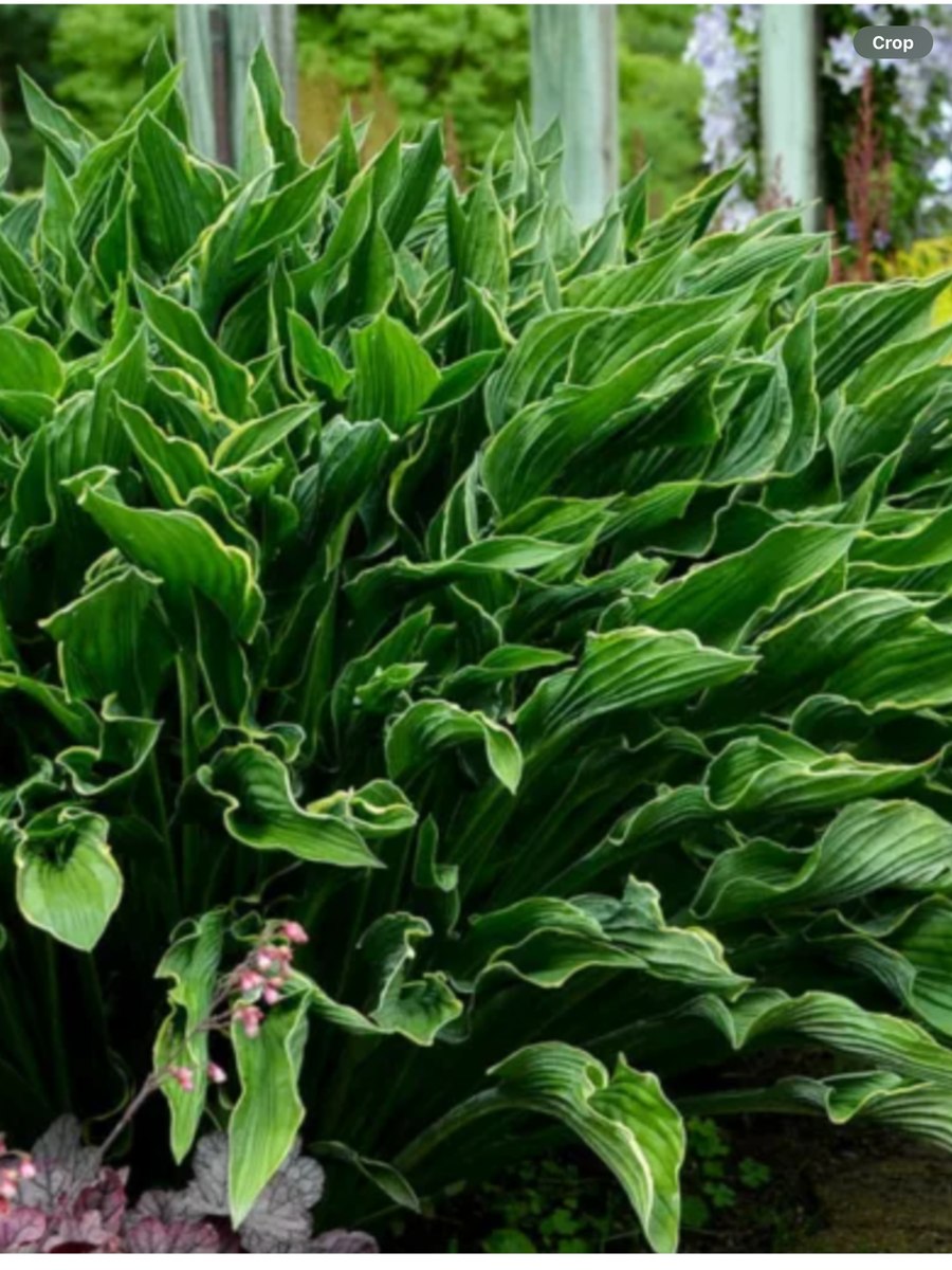 Hosta Specimen Praying Hands – Laporte's Nursery & Greenhouses Inc.